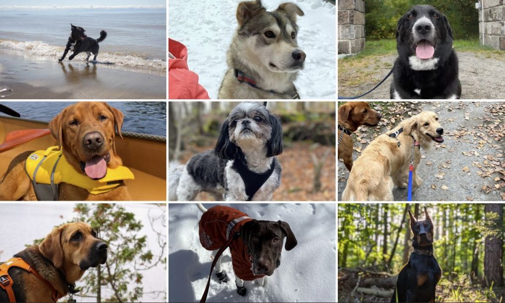 Understanding Ontario's Bats: the Animal, the Myth, the Legend