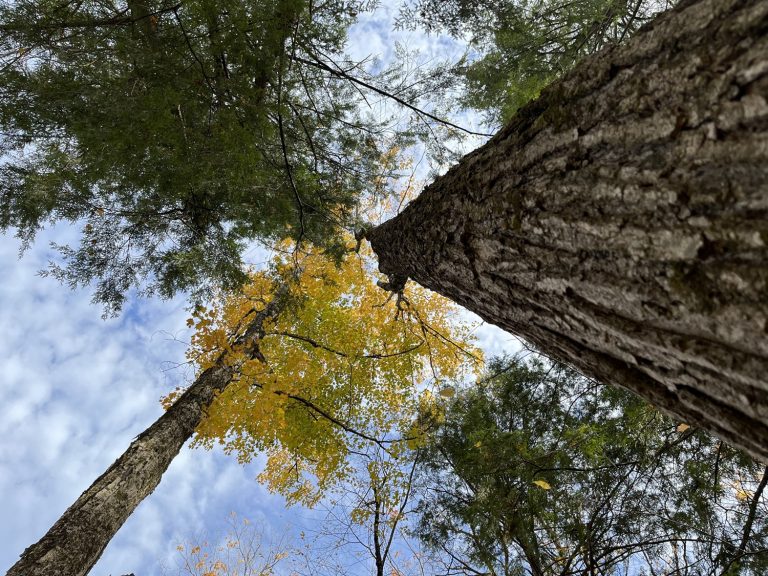 "Waldeinsamkeit”: solitude in the forest