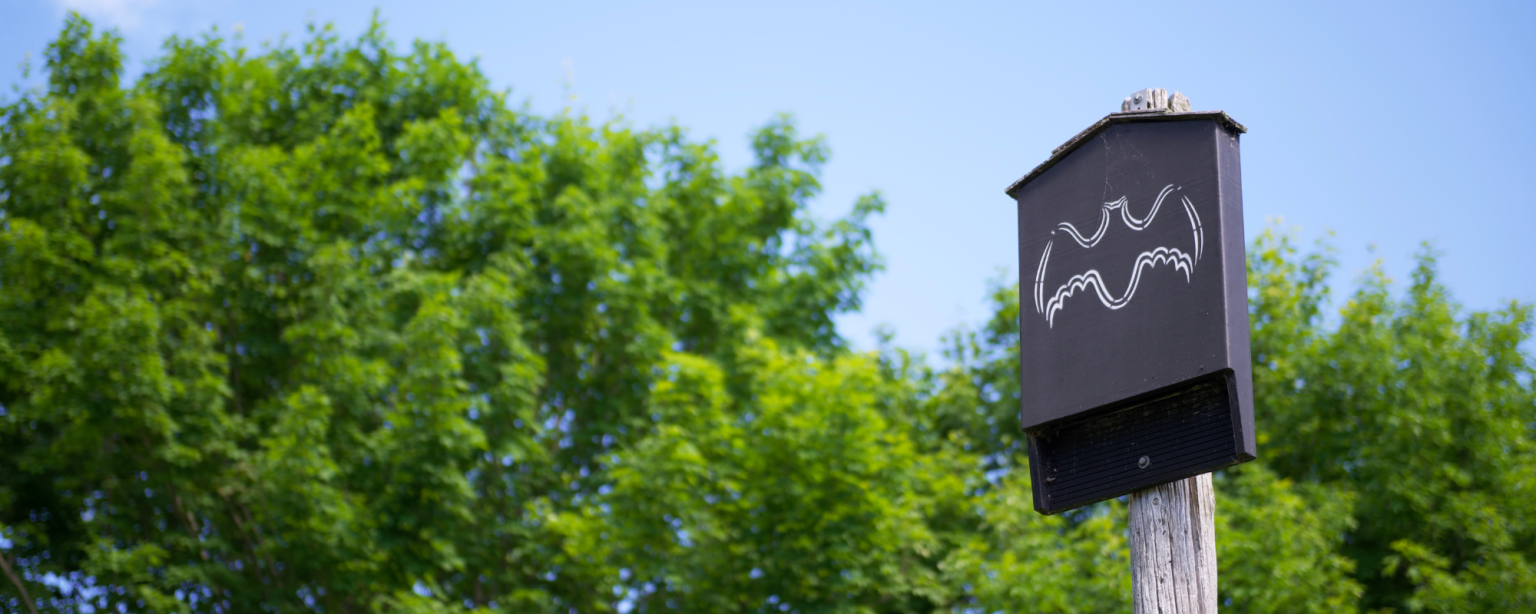 How to build a bat box - Ontario Parks Blog