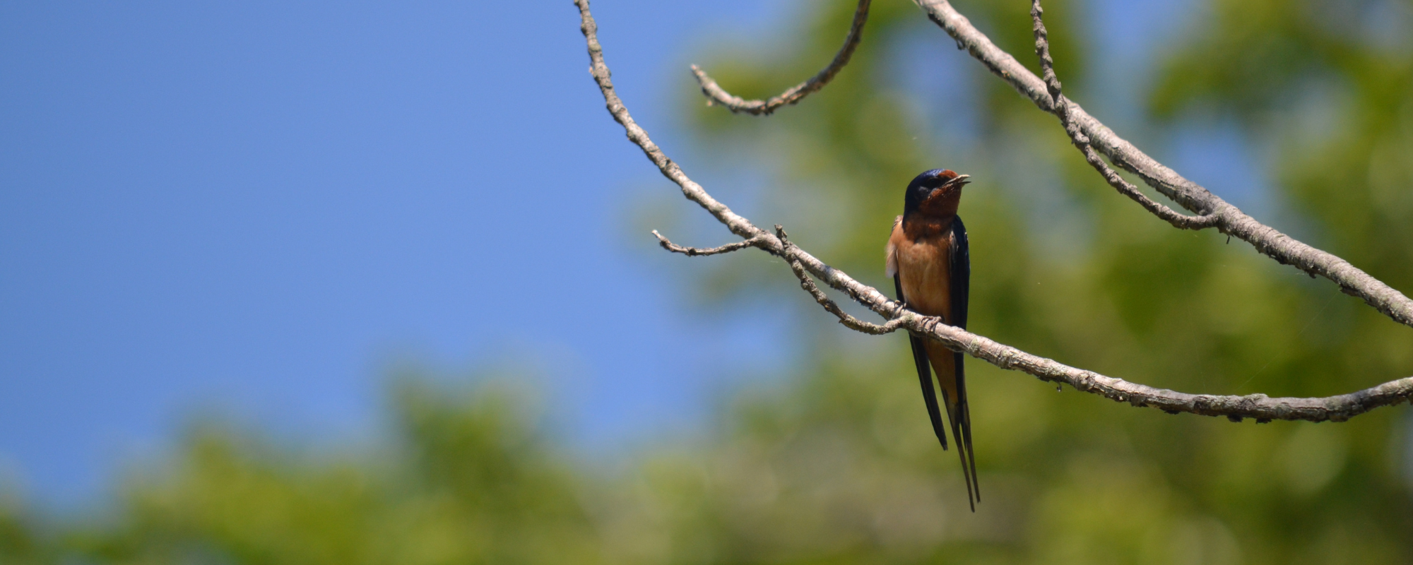 Housing Barn Swallows at Rondeau | Ontario Parks