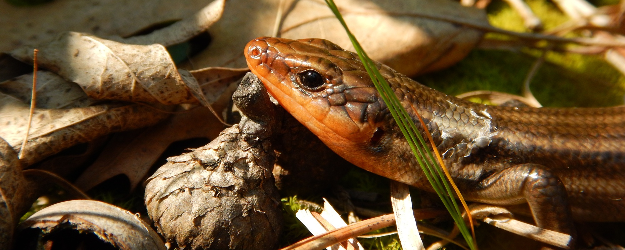 5 cool facts about skinks - Ontario Parks Blog