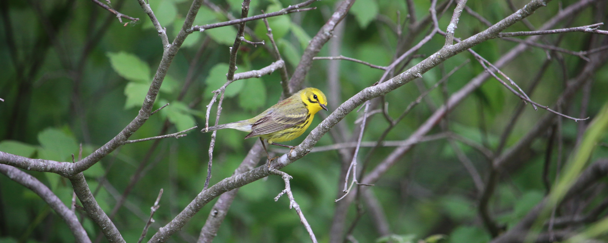 Découvrir le sentier le plus « ornithologique » de Pinery