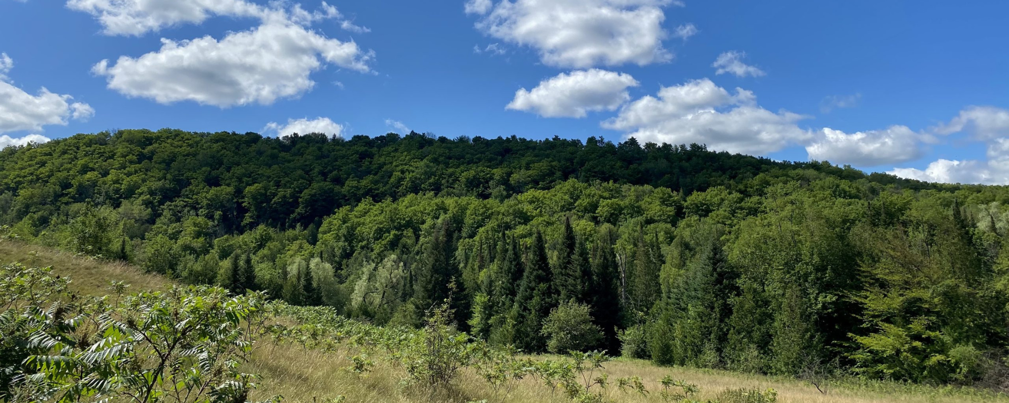 Restauration prairie au parc provincial Forks of the Credit - Blogue ...