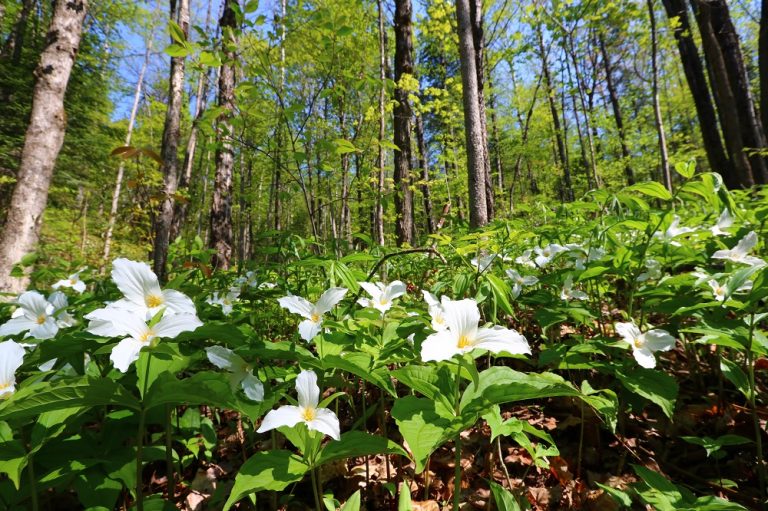 George Bonga: the life of a voyageur