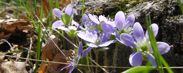 5 early Ontario wildflowers to spot this spring