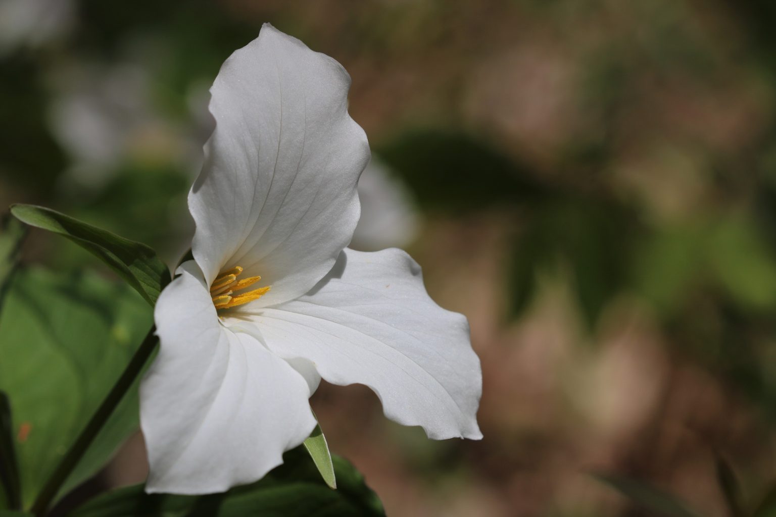 5 facts about Ontario's trilliums | Ontario Parks