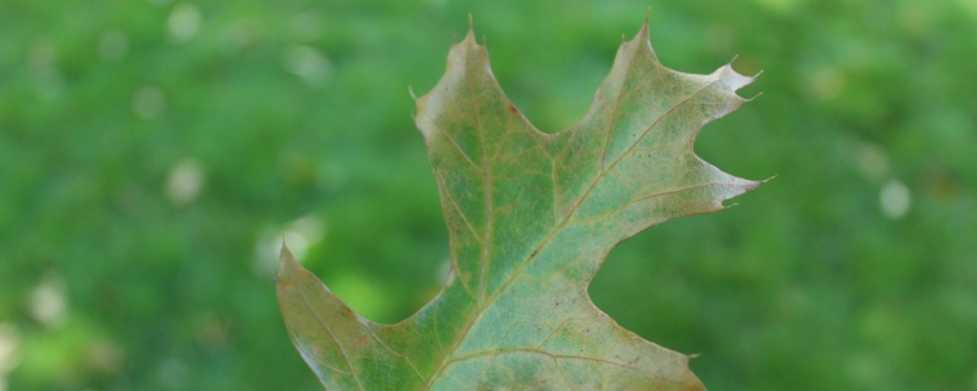 What You Need To Know To Keep Oak Wilt Out Of Ontario Parks Ontario
