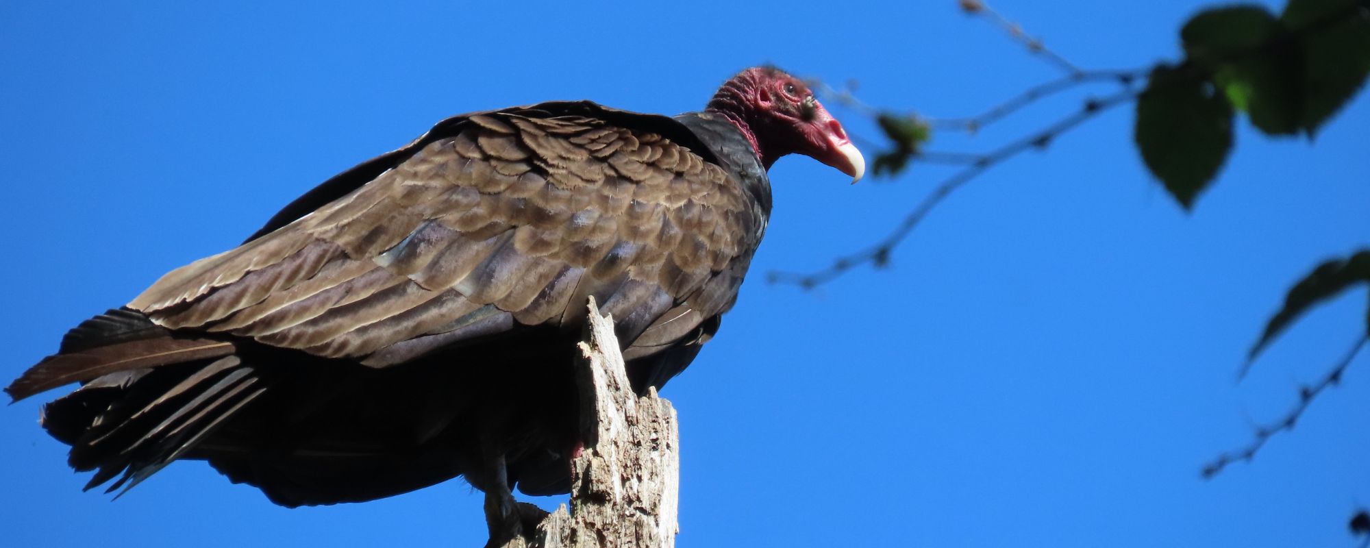 Turkey Vultures: the ultimate spring bird