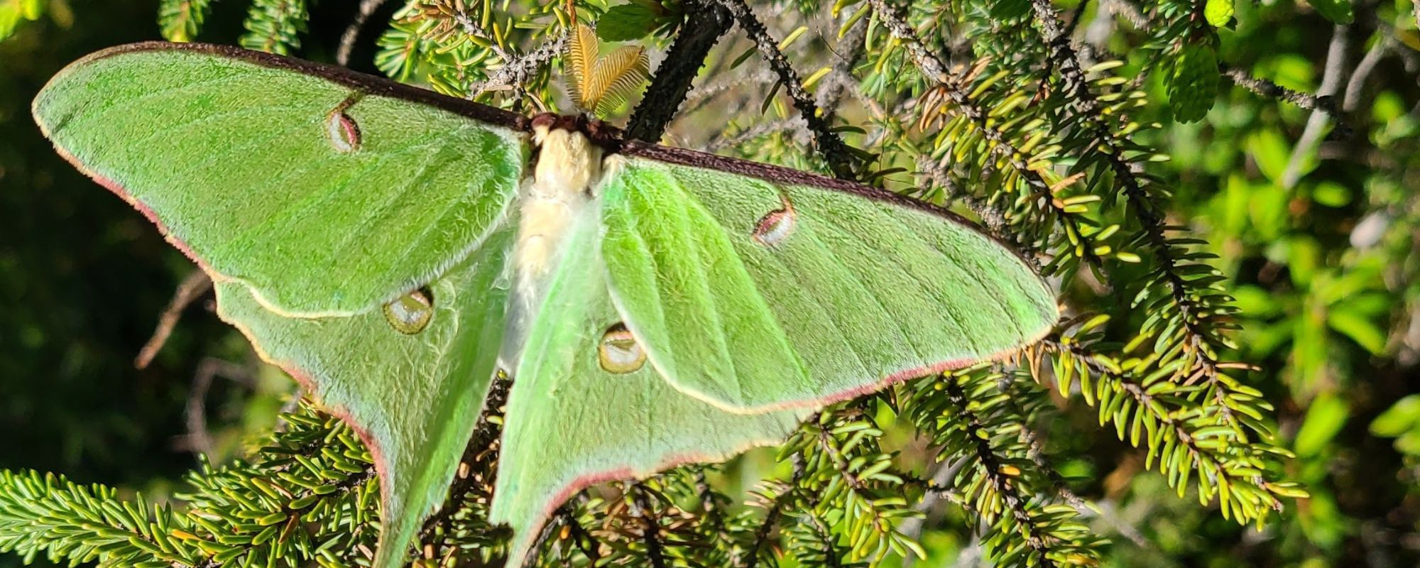 5 common moths and how to identify them