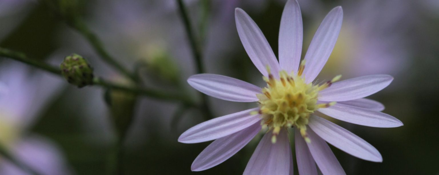 It's aster season! - Ontario Parks Blog