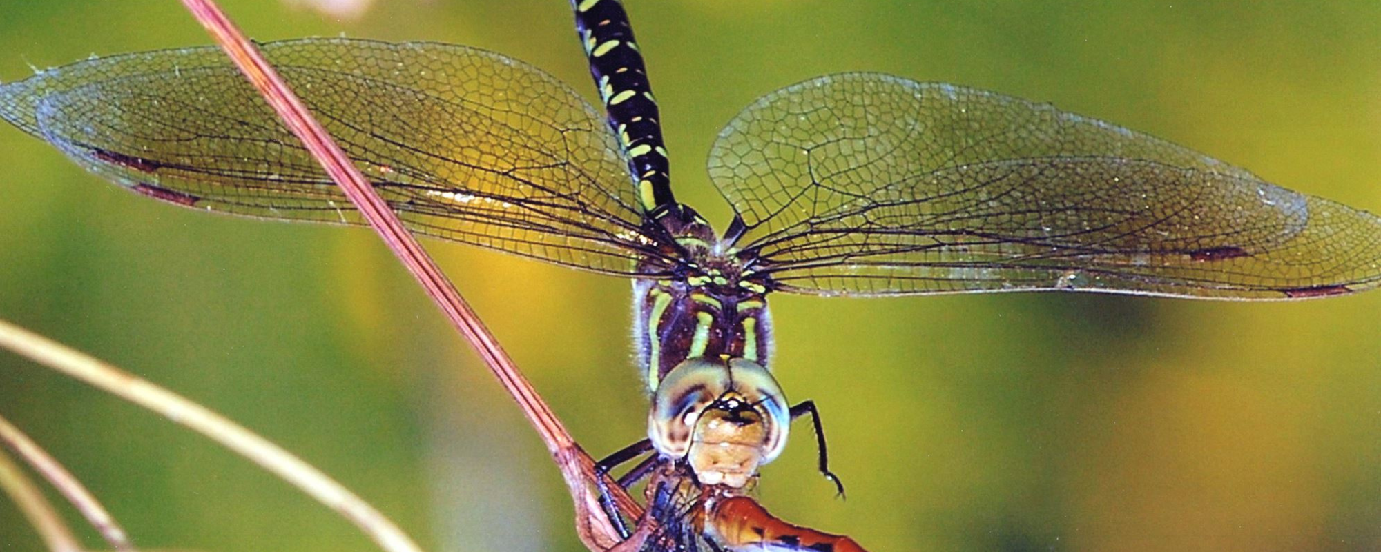 10 cool facts about dragonflies