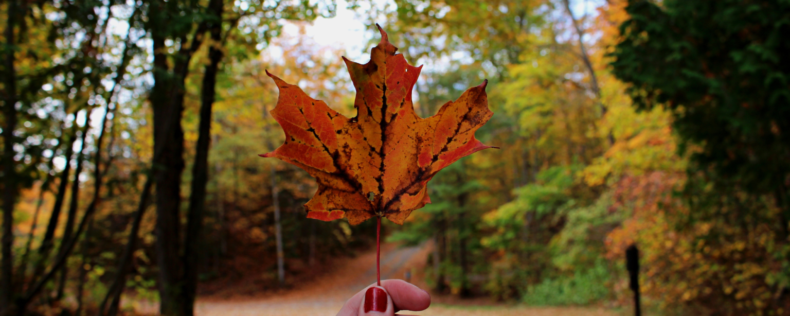 Planning to visit us during fall colours? Start here. - Ontario Parks Blog
