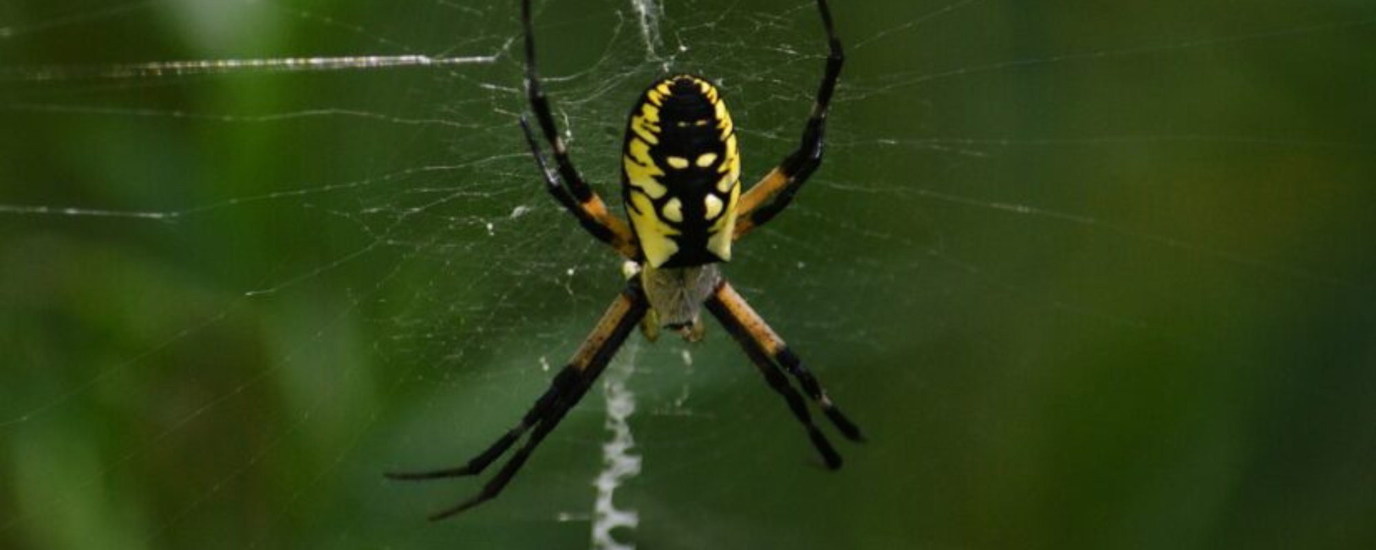 8 fun facts about spiders