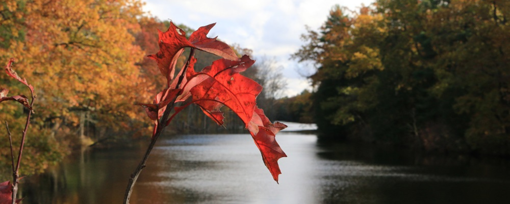 Embracing the beauty of late fall