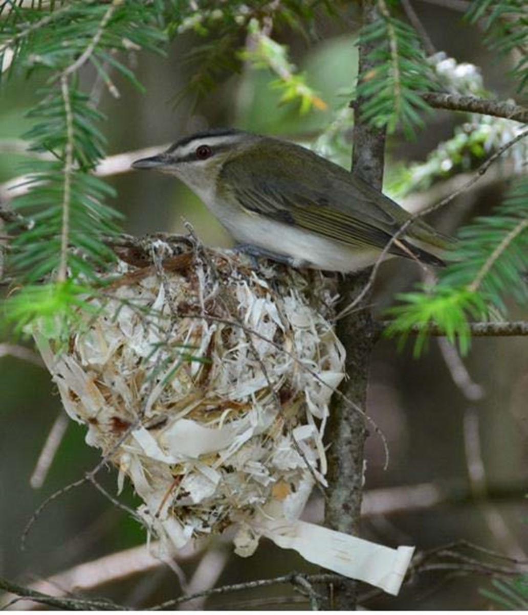 The bog remembers - Ontario Parks Blog