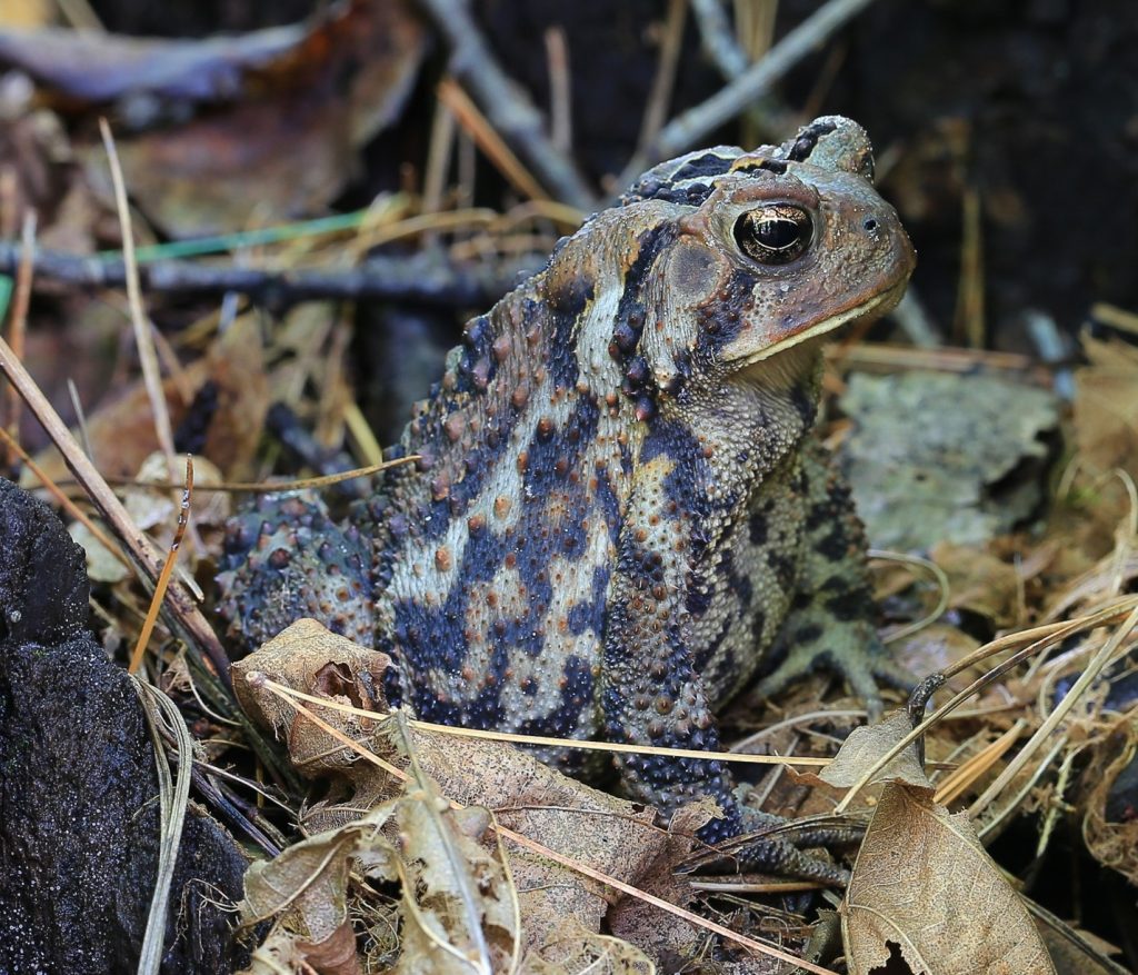 Life beneath the surface: the secret world inside Blue Lake’s pond ...